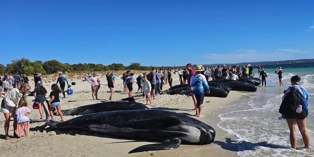 About 160 whales become stranded on Western Australia beach | Fox Weather