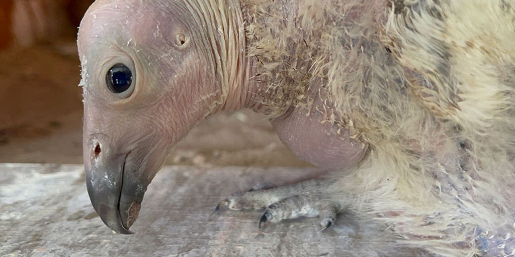 See it: First baby condor hatches during 'epic laying season' of ...