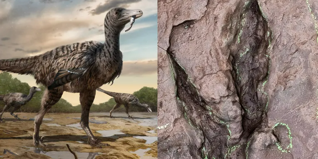Largest raptor footprints ever discovered in China | Fox Weather
