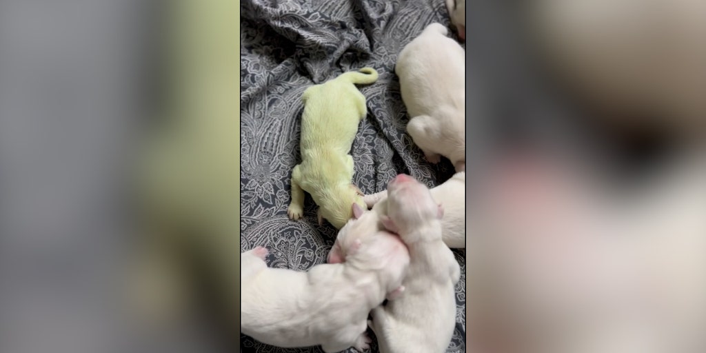 Meet Shamrock: A golden retriever born with rare green pigment | Fox ...
