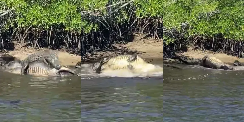Watch 2 massive alligators fight for territory in Florida Everglades ...