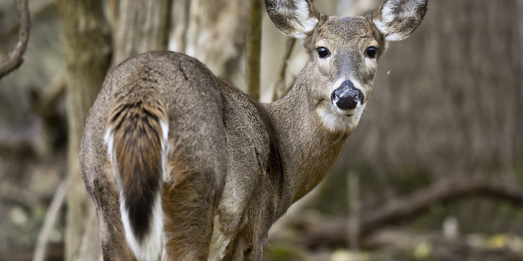 Fatal disease strikes deer throughout US earlier than usual | Fox Weather