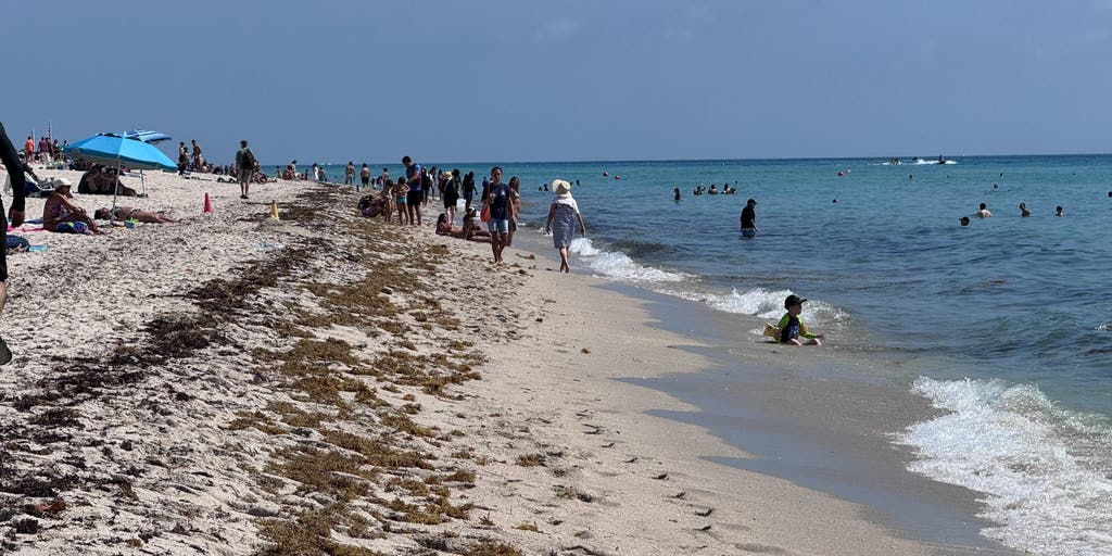 Will the annual seaweed invasion threaten Florida beaches in 2024 ...