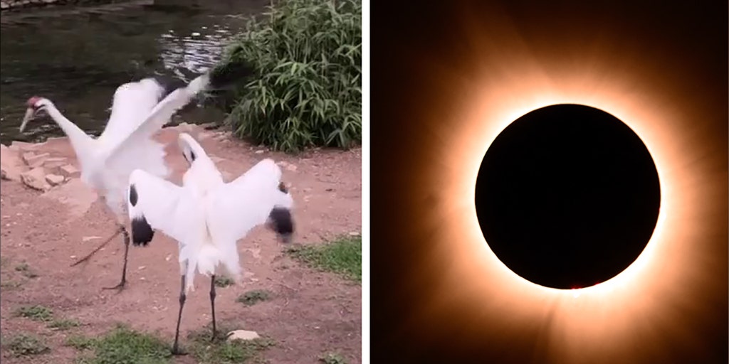 San Antonio Zoo animals reacted during total solar eclipse as city went ...