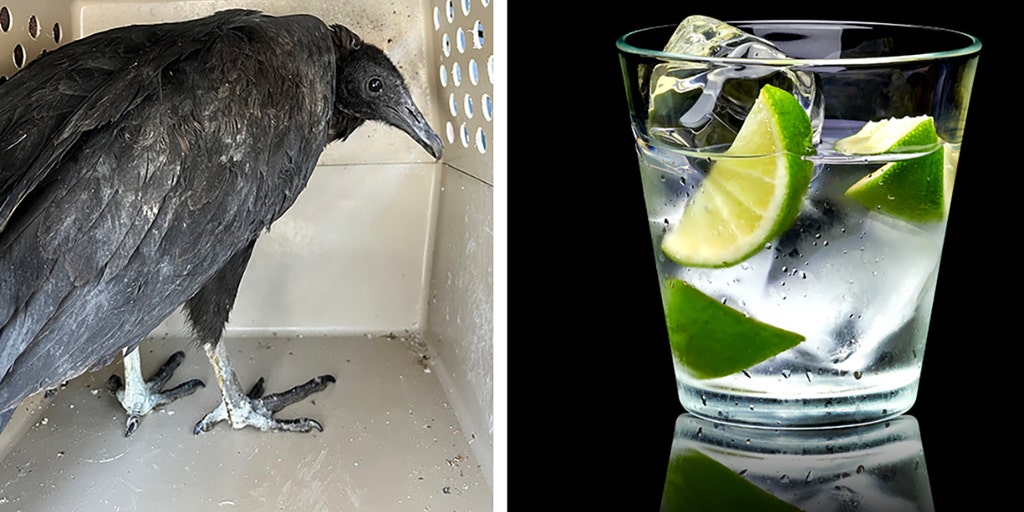 Vultures found drunk after Connecticut rescuers noticed their unusual ...