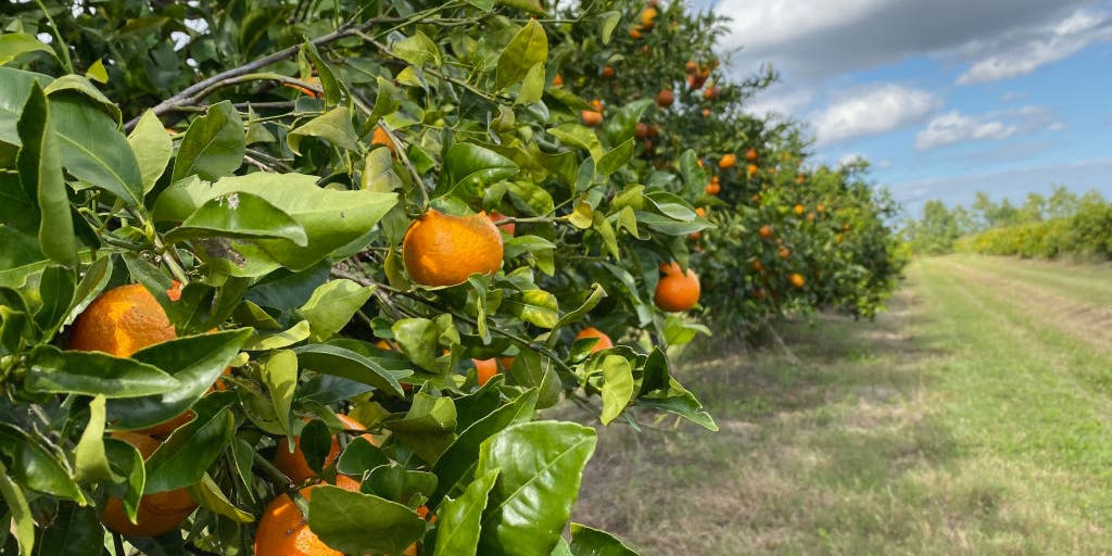 Extreme weather, disease impacting orange harvests | Fox Weather