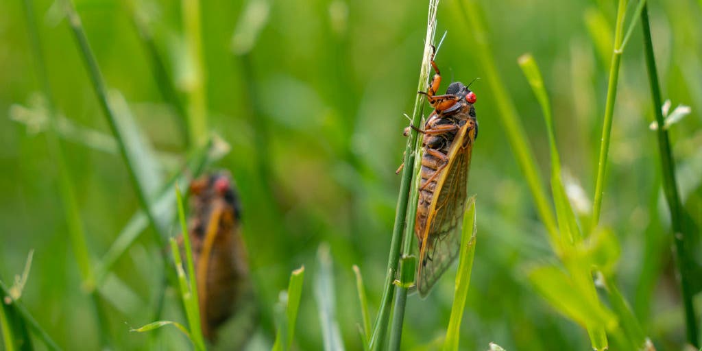 Emergence of trillions of cicadas peaks across US | Fox Weather