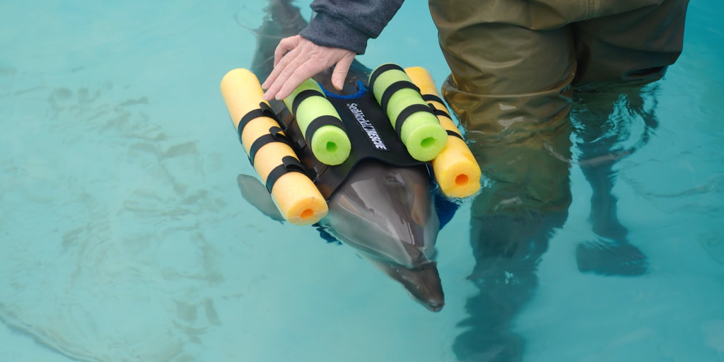 See the once-in-a-decade dolphin rescue success in California's ...