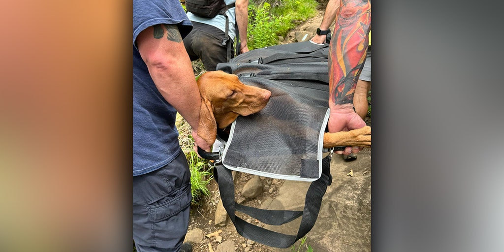 Venomous snake bites dog at Connecticut state park, prompting risky ...