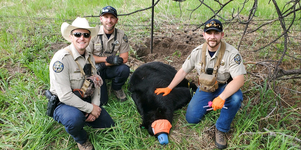 Bear cub cries for help as Colorado rangers work to free from wire ...