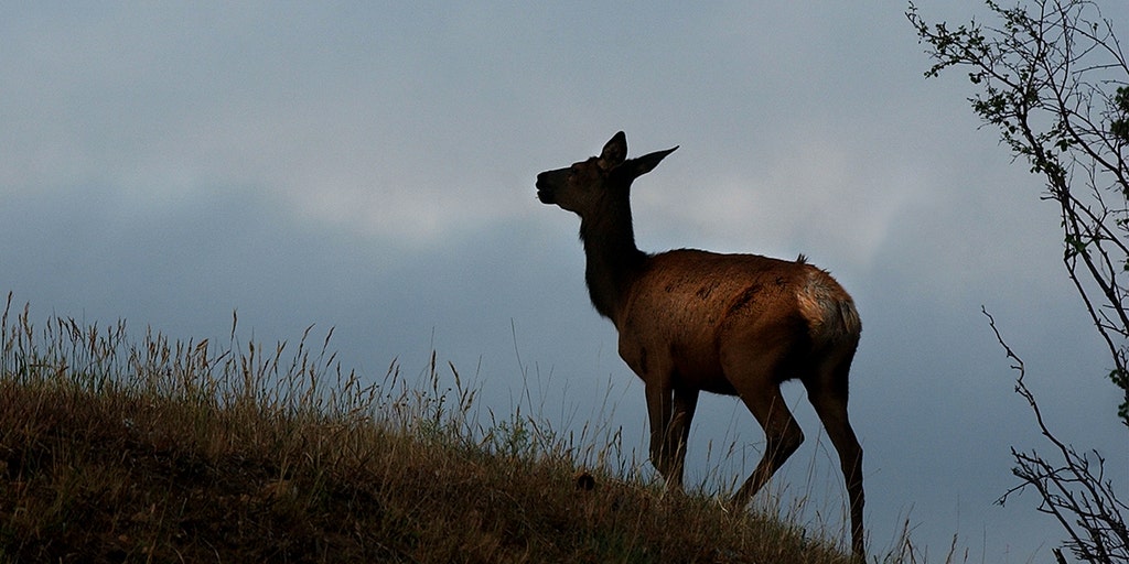 Boy, 4, stomped by aggressive elk following second attack in Colorado ...