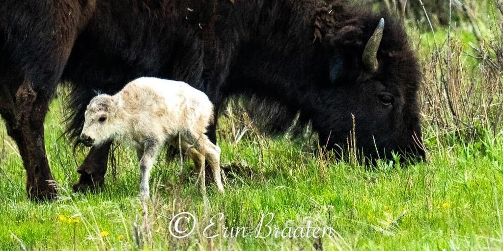 White bison calf born in Yellowstone park fulfills American Indian ...