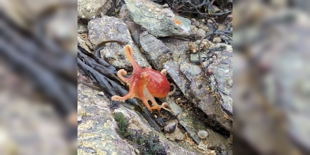 Amazing video: Octopus changes color as it emerges from rock, scrambles ...