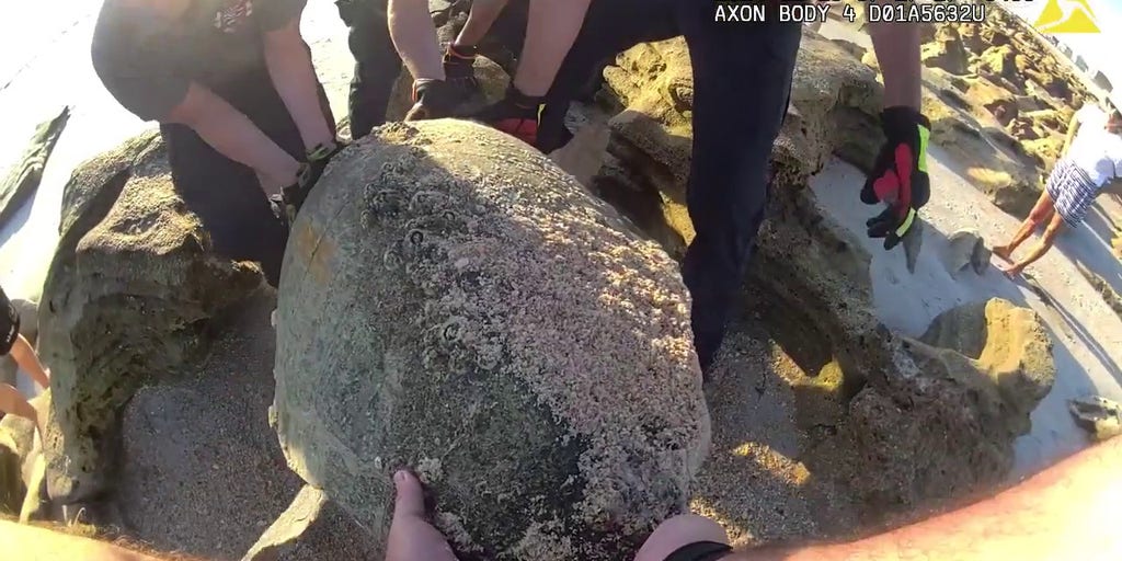 Struggling sea turtle safely rescued from rocks on Florida beach | Fox ...