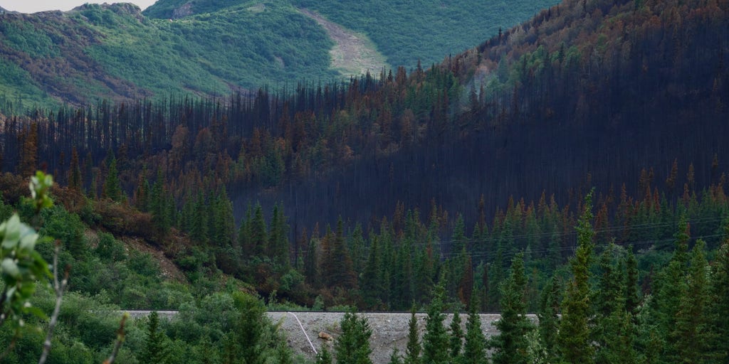 Denali National Park to reopen after firefighters improve wildfire ...