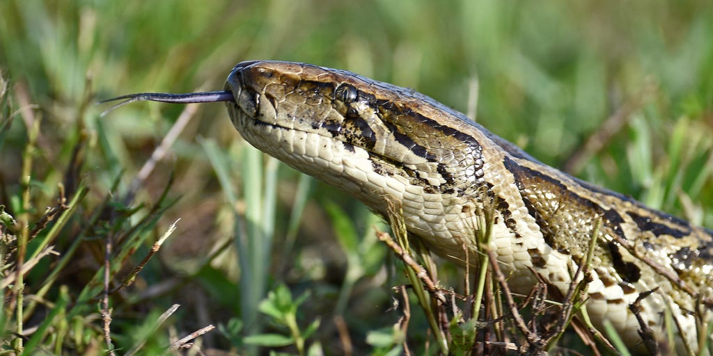 Florida invites public to win up to $10,000 by hunting pythons | Fox ...
