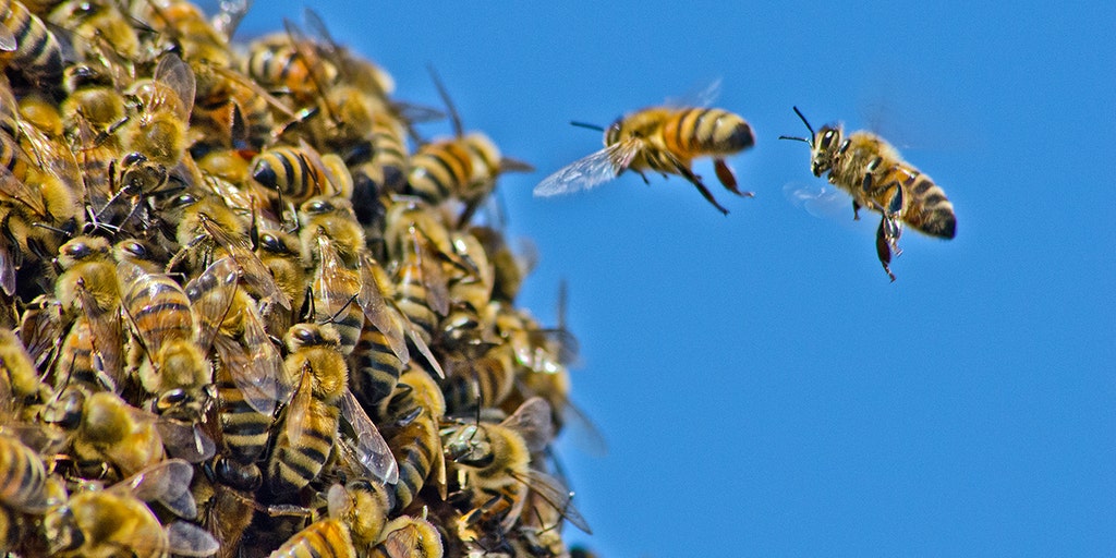 Arizona golf course worker killed by swarm of bees while mowing | Fox ...
