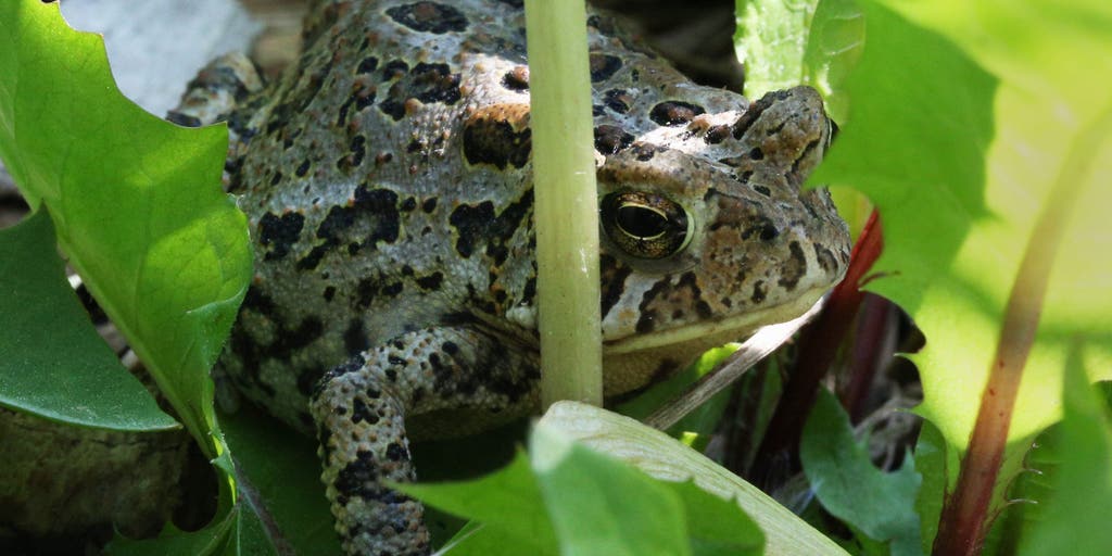 Photo: 'Super rare' snake found in mouth of toad in Kansas | Fox Weather