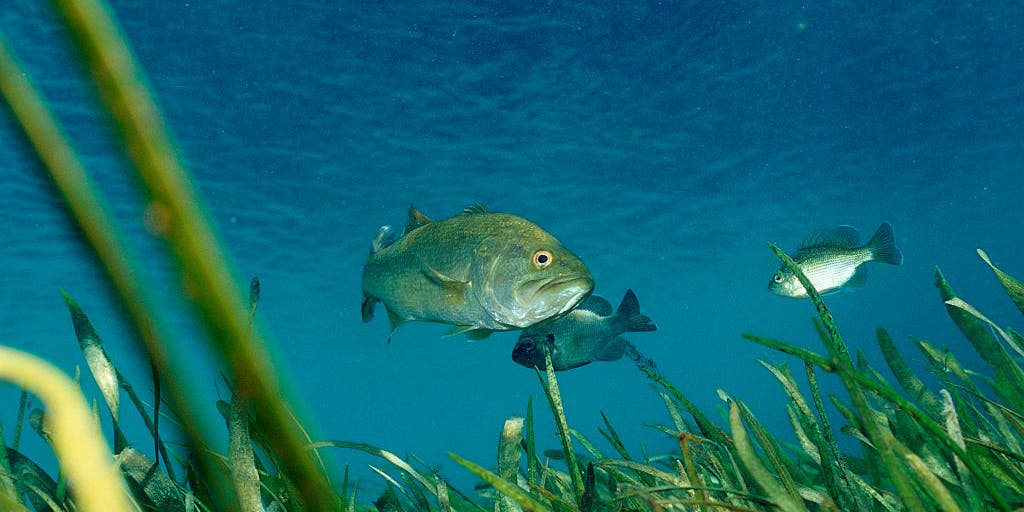 Popular Florida fish now has a new name | Fox Weather