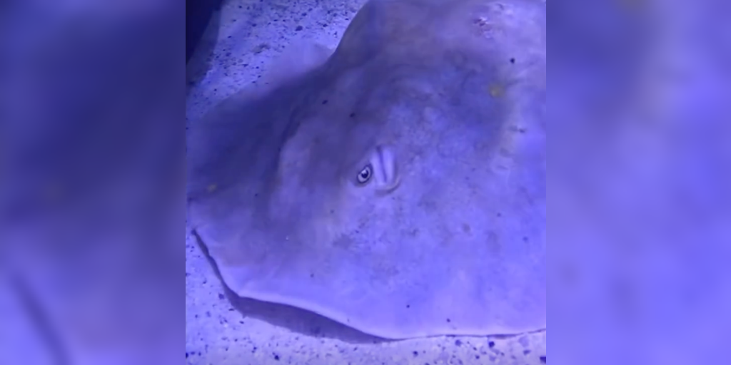 Charlotte the stingray dies after fascinating internet with 'miracle ...