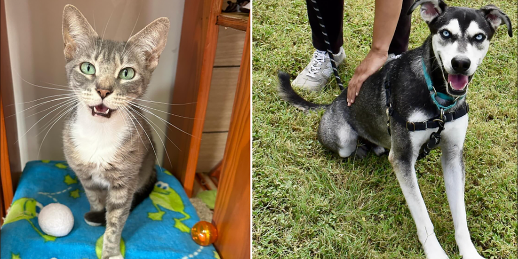 Texas shelters seek help for hundreds of injured, orphaned animals ...