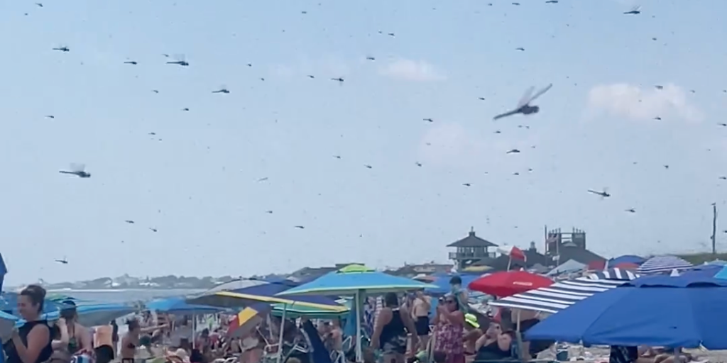 VIDEO: Swarm of dragonflies invade Rhode Island beach | Fox Weather