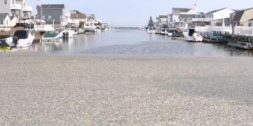 Rotten smell from thousands of dead fish has New Jersey township ...