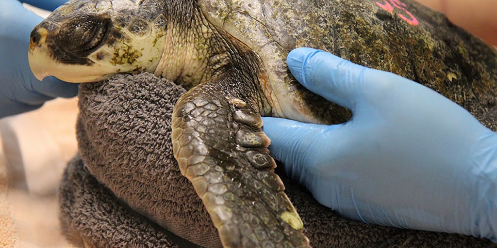 Sea turtles saved after lightning strikes New Jersey zoo building | Fox ...
