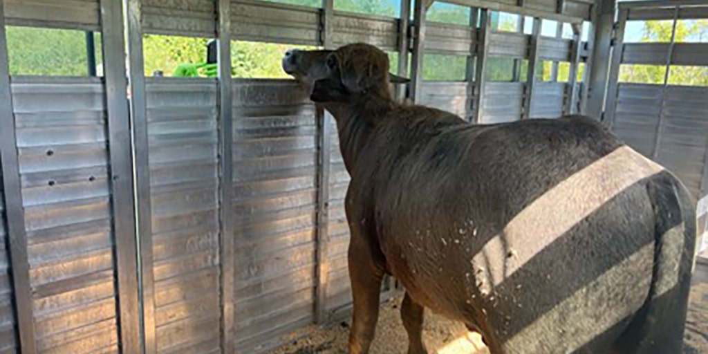 'Aggressive' water buffalo captured in Iowa after dayslong search ...