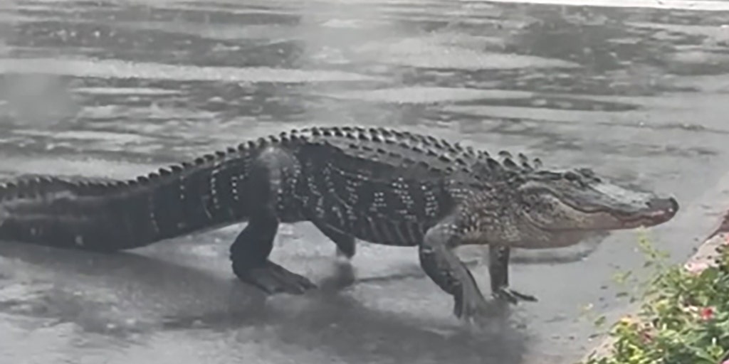 WATCH: Puddle-loving gator strolls across South Carolina road during ...
