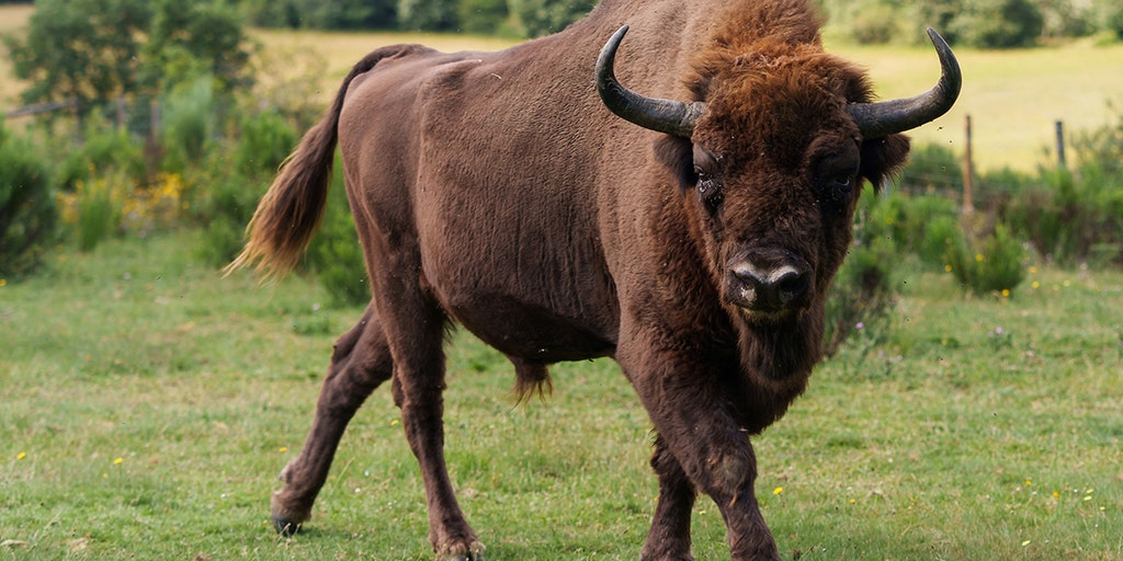 Instagram filter helps you judge distance from wildlife | Fox Weather