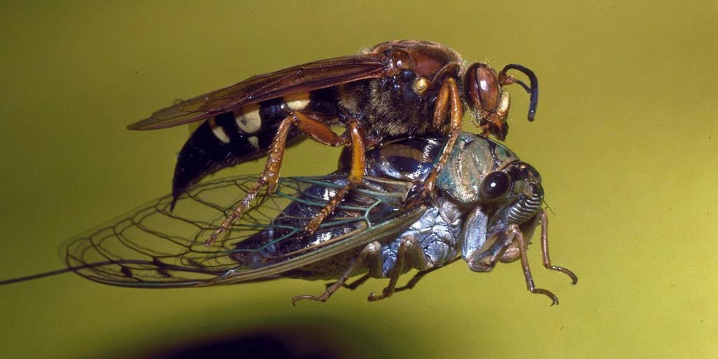 biggest cicada killer