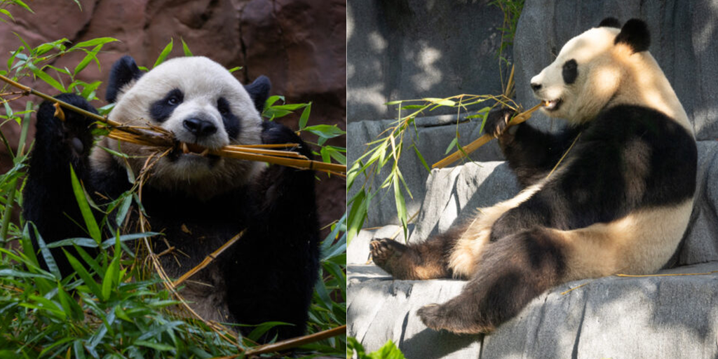 California welcomes first giant pandas to enter US in 21 years | Fox ...