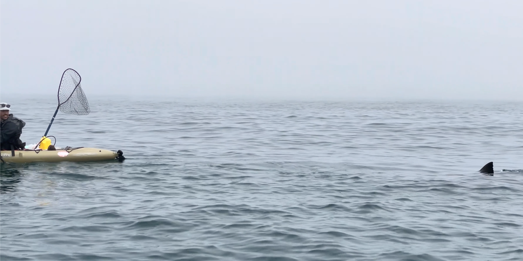 VIDEO: Kayakers followed by shark in Northern California | Fox Weather