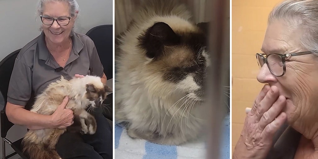 VIDEO: South Carolina cat reunited with owner after 11 years | Fox Weather