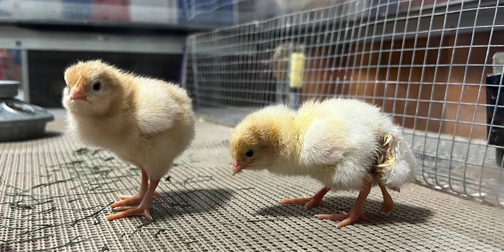 See the four-legged chick with a rare mutation | Fox Weather