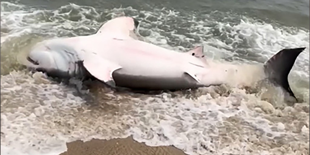 VIDEO: Risky moment Massachusetts beachgoers push stranded shark back ...