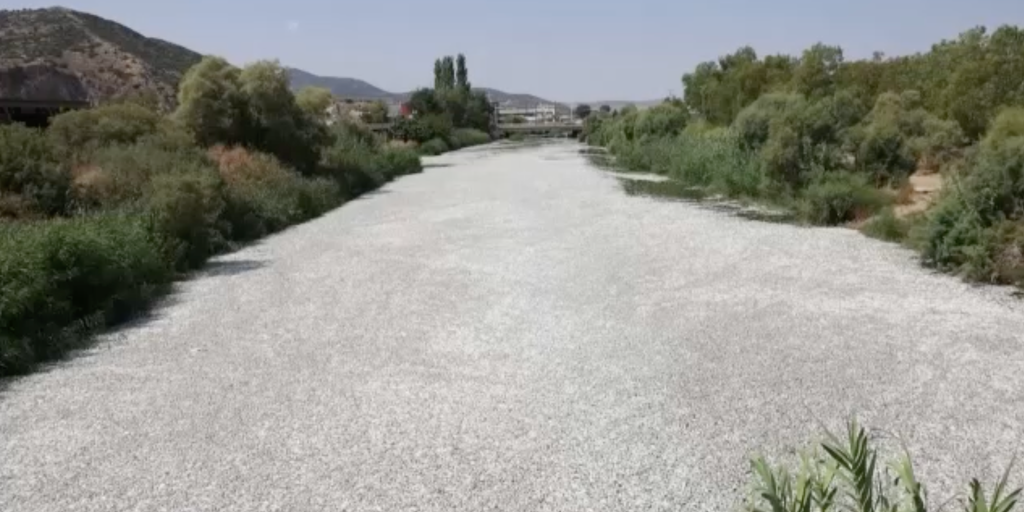 VIDEO: Blanket of stinky, dead fish floats in Greek port after historic ...