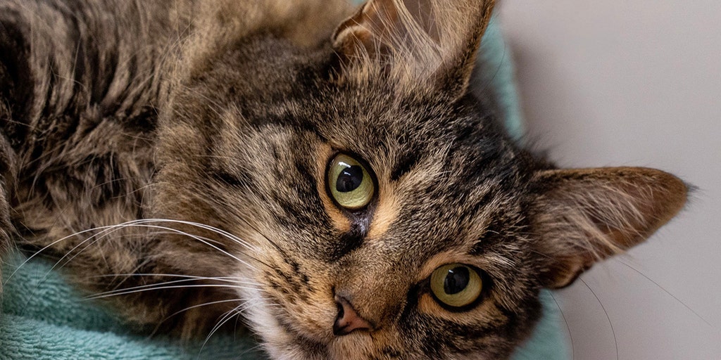Texas family's beloved cat returns home after 2,000-mile adventure ...