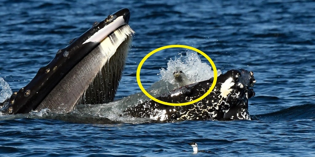 PHOTOS: Seal survives nearly becoming humpback whale's lunch in ...