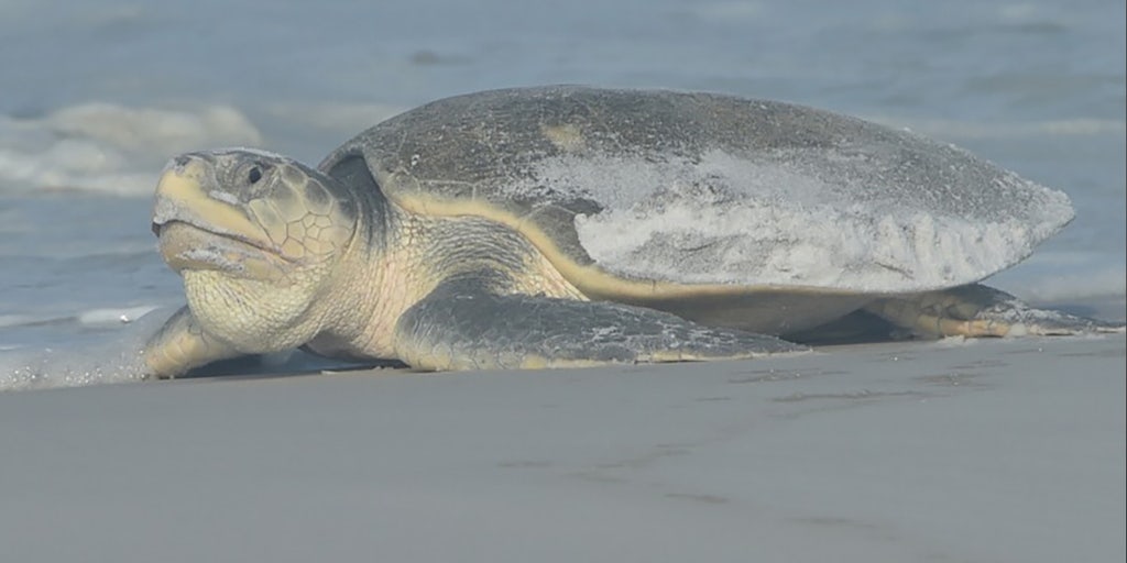 World's rarest sea turtle finds hope in Florida after record-breaking ...