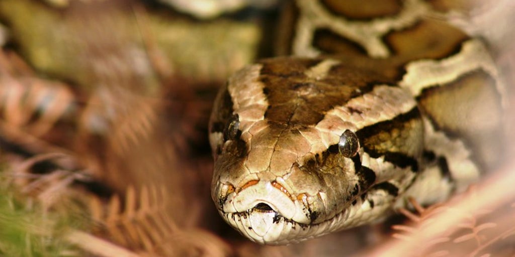 See the large python captured that helped a Florida man win $10,000 ...