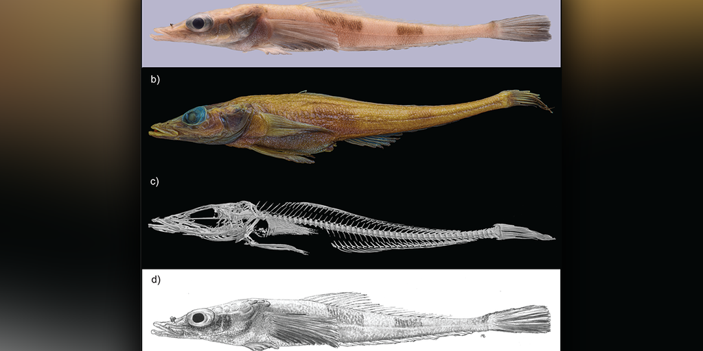 dragonfish consulting