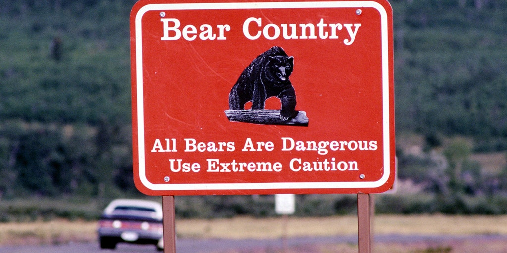 Hiker survives bear attack in Glacier National Park, walks a mile for ...