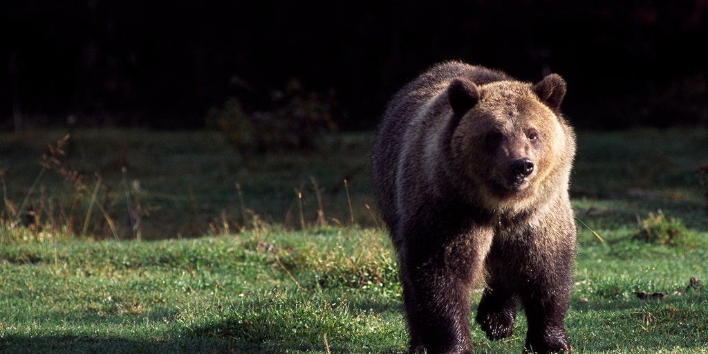 Yellowstone bears spotted emerging from hibernation, officials warn ...