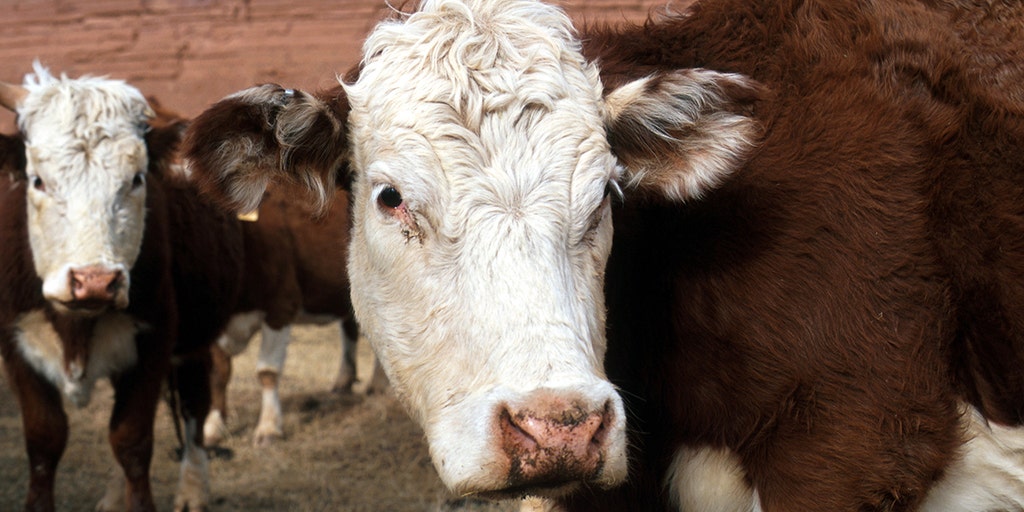 Anthrax resurgence endangers both wildlife, livestock in Wyoming | Fox ...