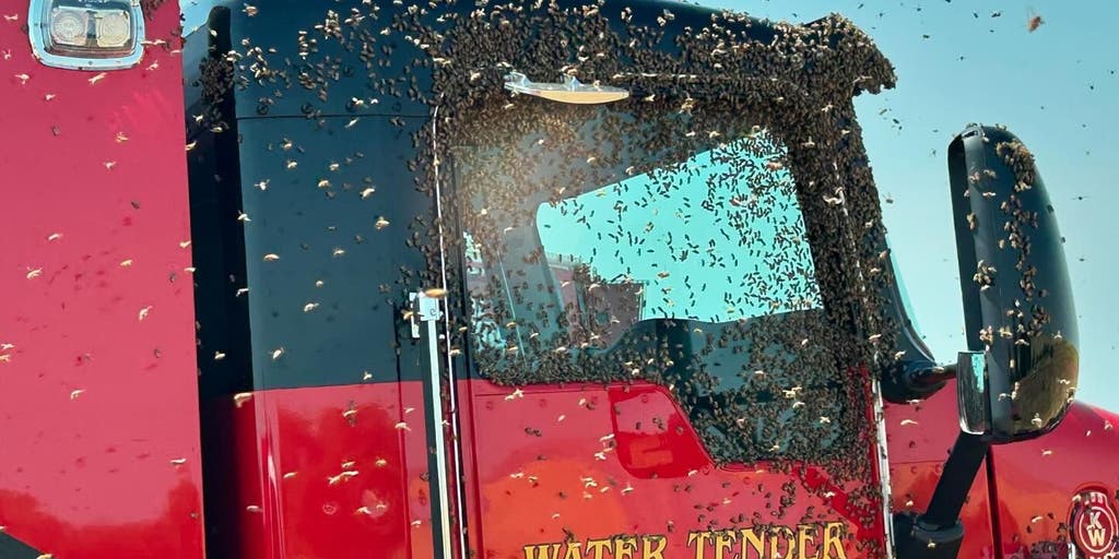 Hundreds of bees swarm California firefighters battling wildfire | Fox ...