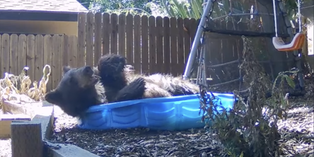 California bear frolics in kiddie pool for cool escape from record Los ...