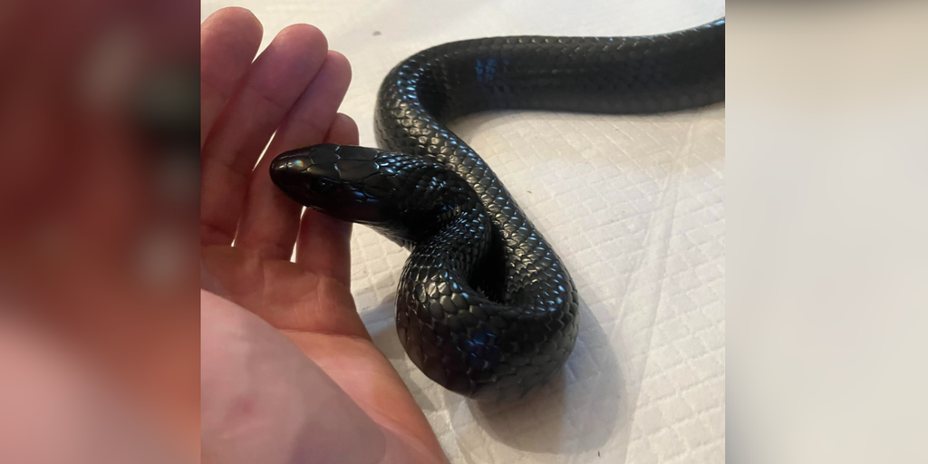 PHOTOS: Snake eats rattlesnake, rat snake in southeast Georgia | Fox ...