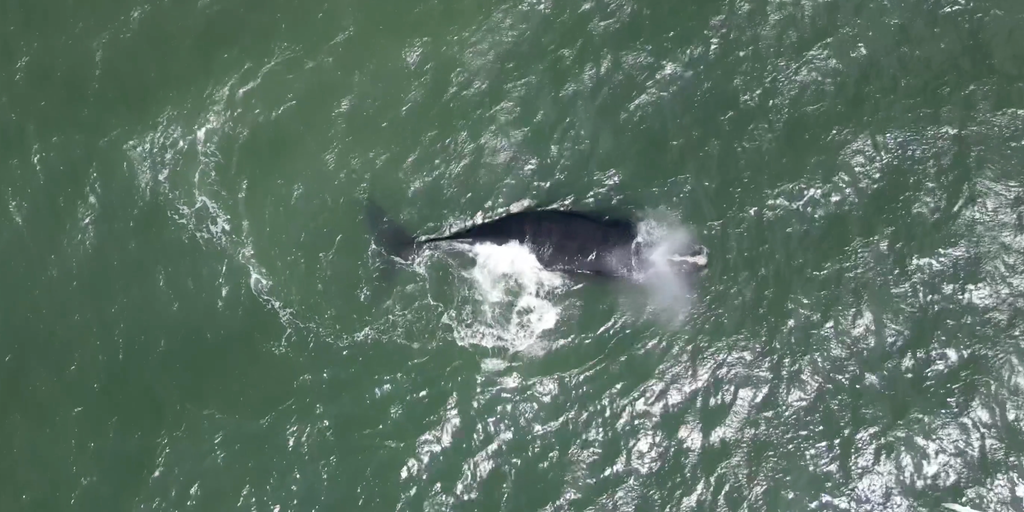 VIDEO: Drone captures rare sighting of critically endangered whale off ...